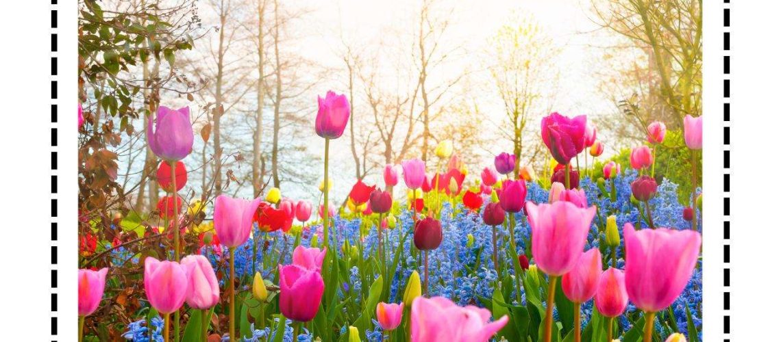 Chinese Reading Book Level C - Spring Flowers