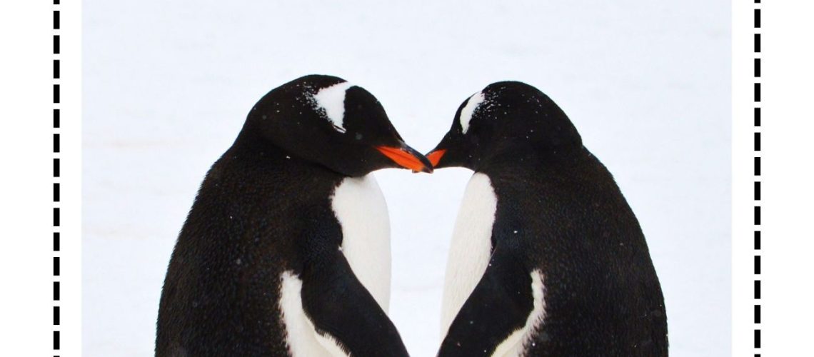 Chinese Reading Book Level C - Penguins